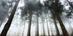 Hutan Lindung di Indonesia